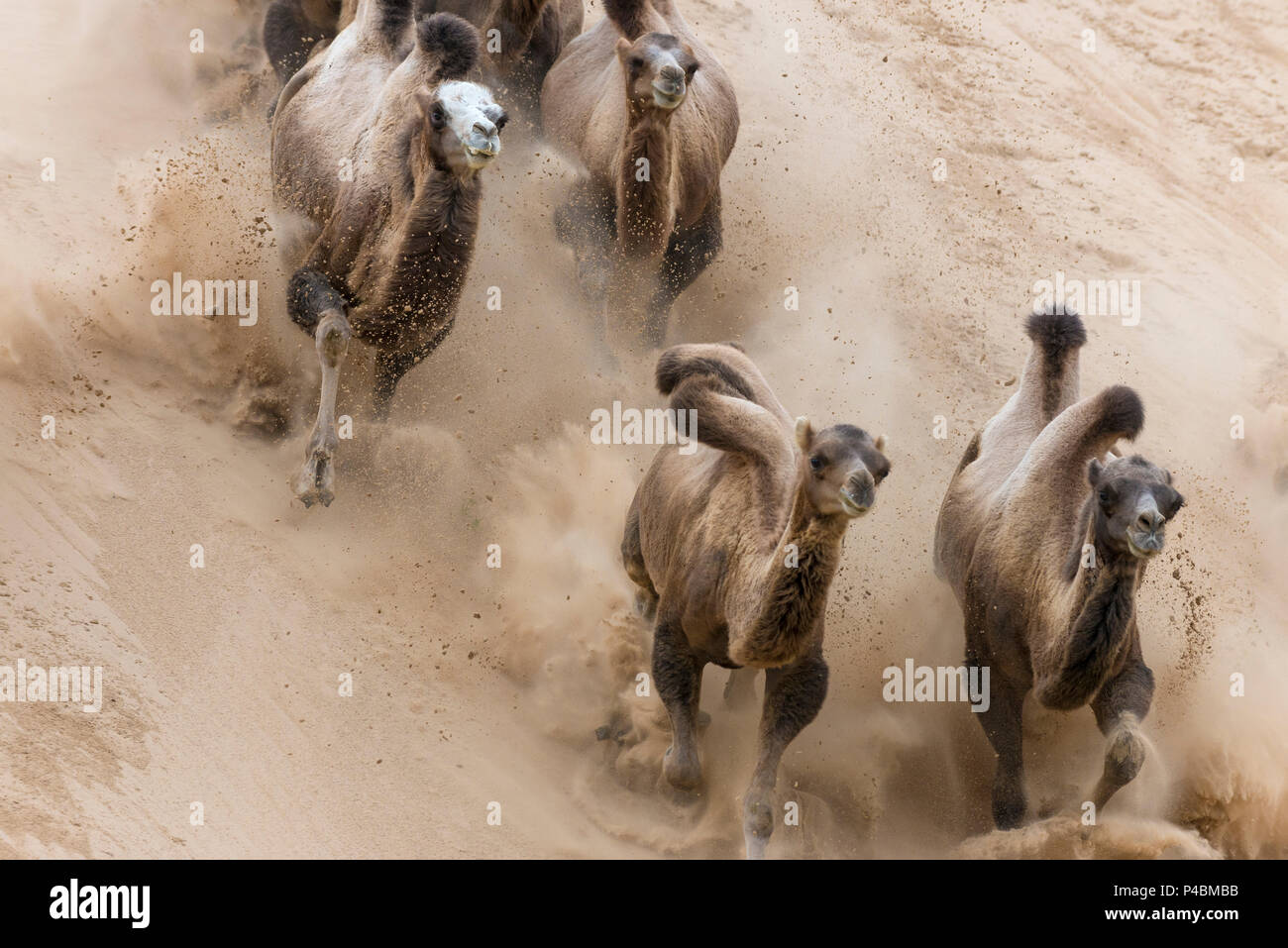 Camel racing mongolia hi-res stock photography and images - Alamy