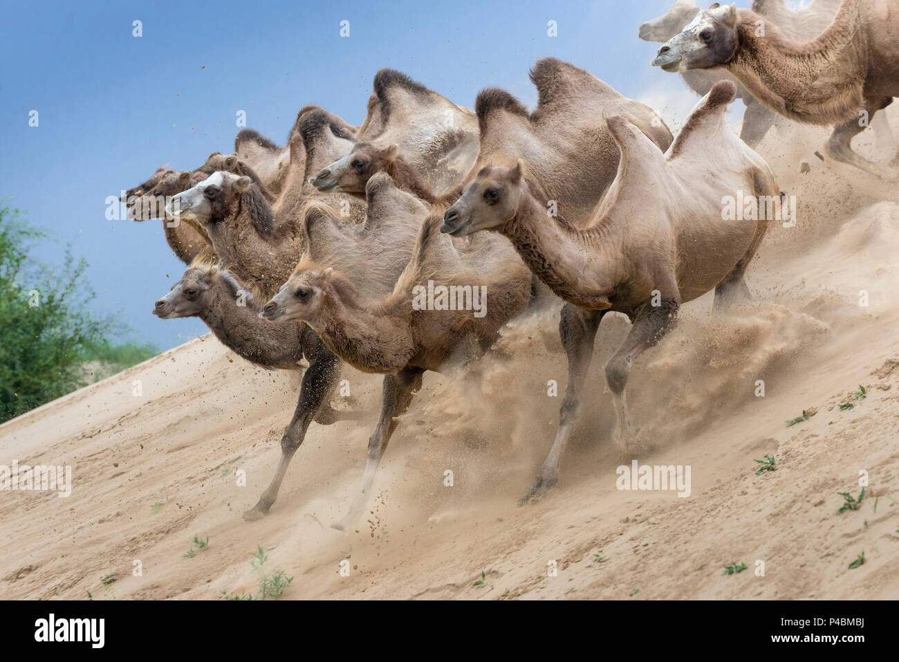 Mongolia camel race hi-res stock photography and images - Alamy