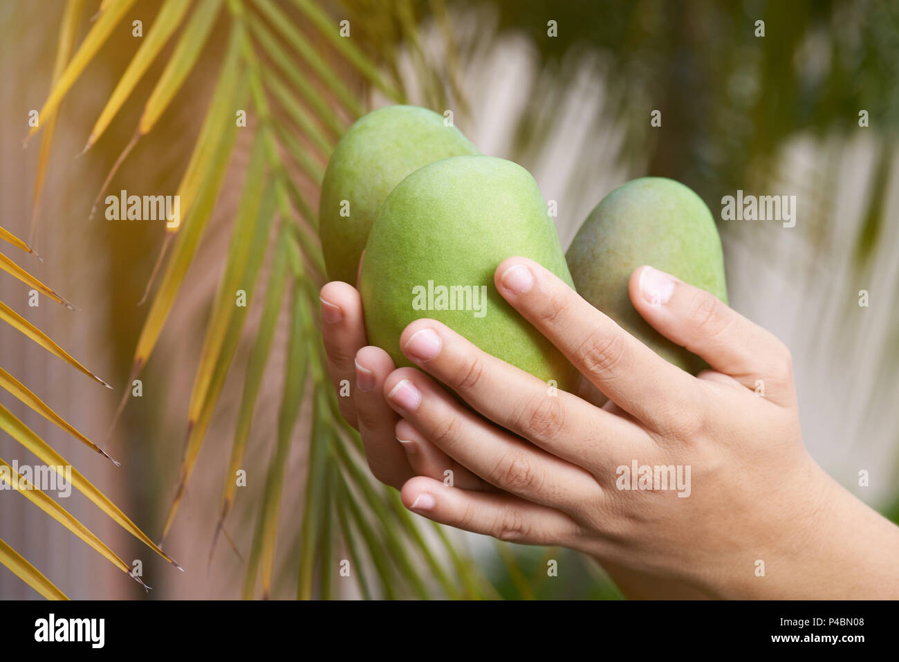 Mango fruit harvest theme. Farmer hold green ready fresh mangoes Stock ...