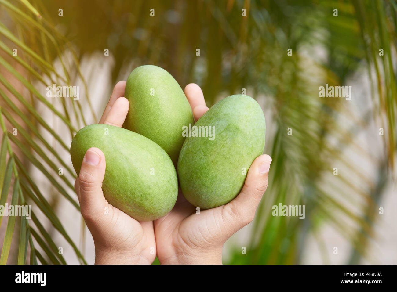 Green mangoes in woman hands close up view on natural background Stock ...