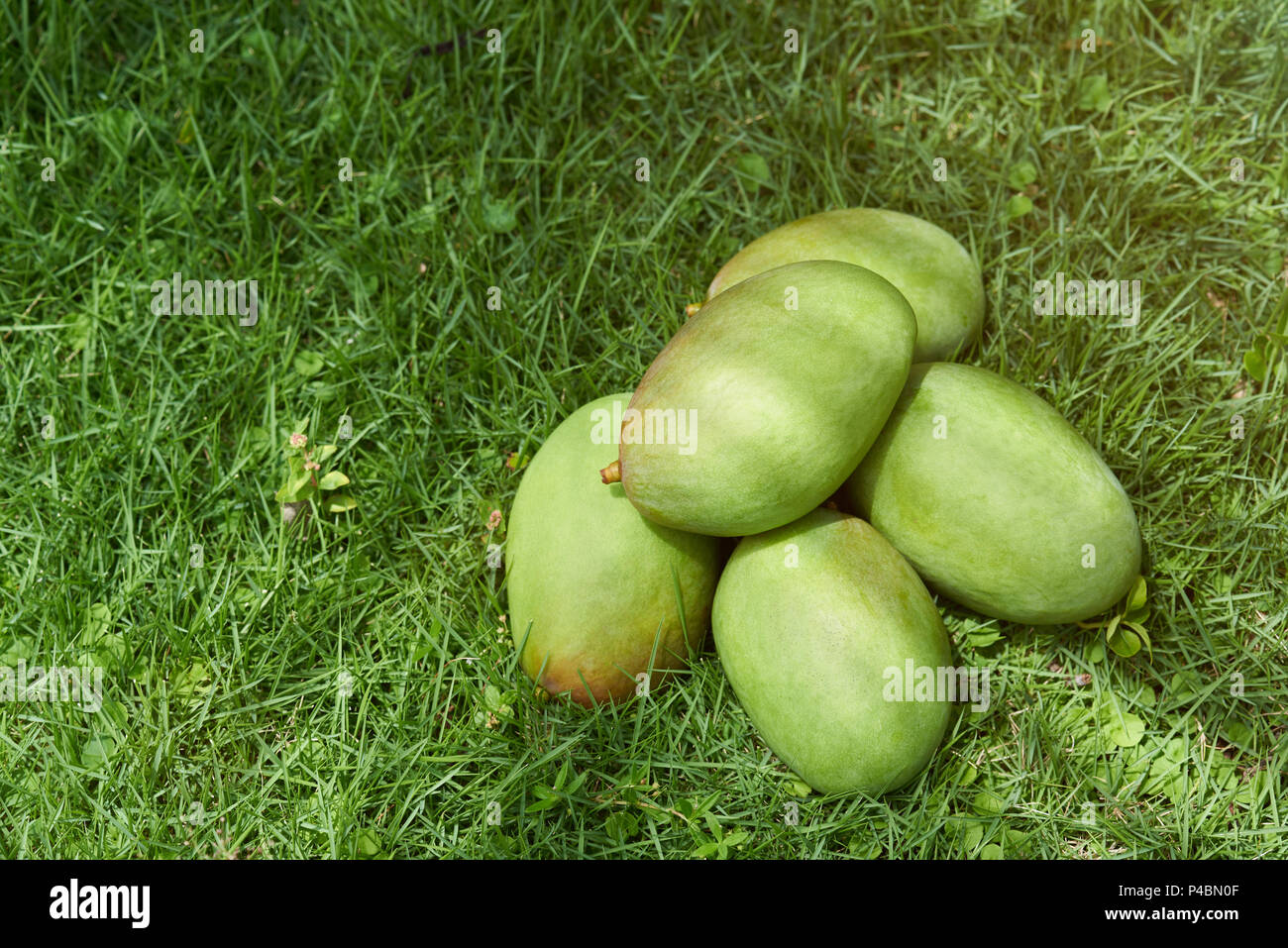 Group of mangoes on sunny green grass background Stock Photo - Alamy