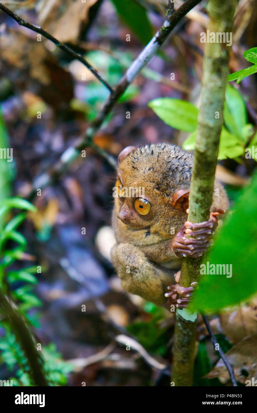 Tarsier in bohol hi-res stock photography and images - Alamy