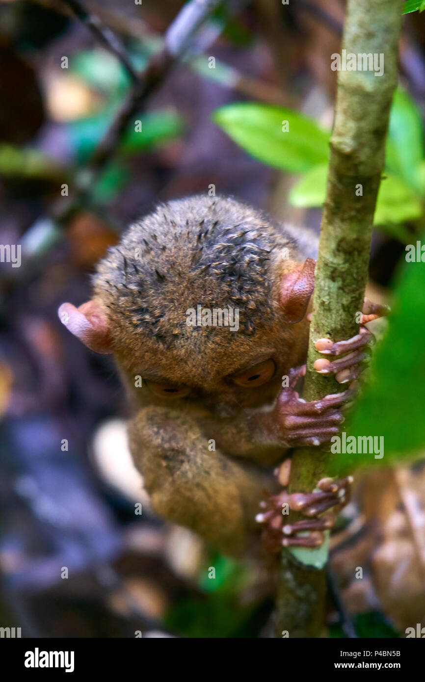 Tarsier Monkey in Bohol Island Philippines Stock Photo - Alamy