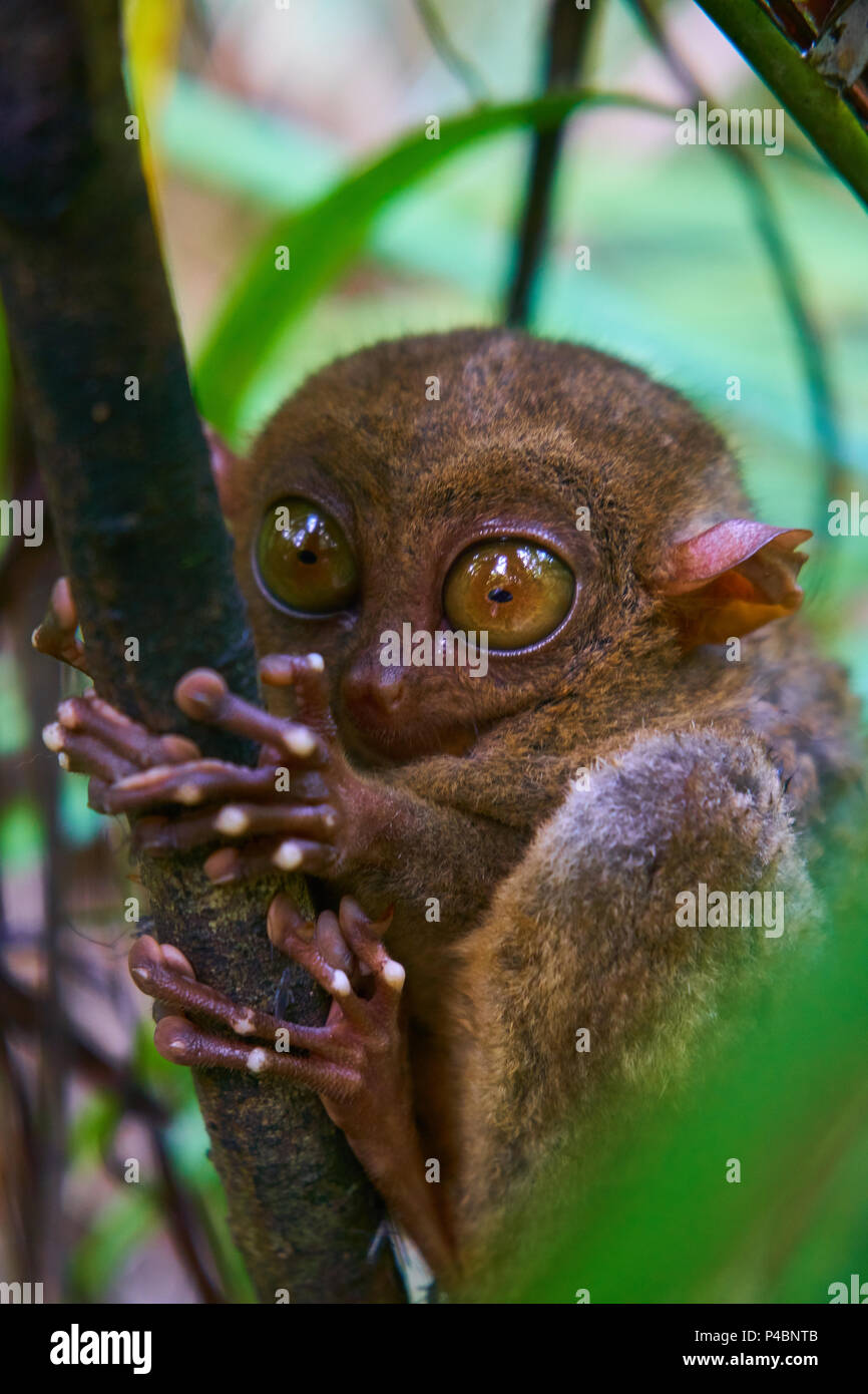 Tarsier Monkey in Bohol Island Philippines Stock Photo - Alamy