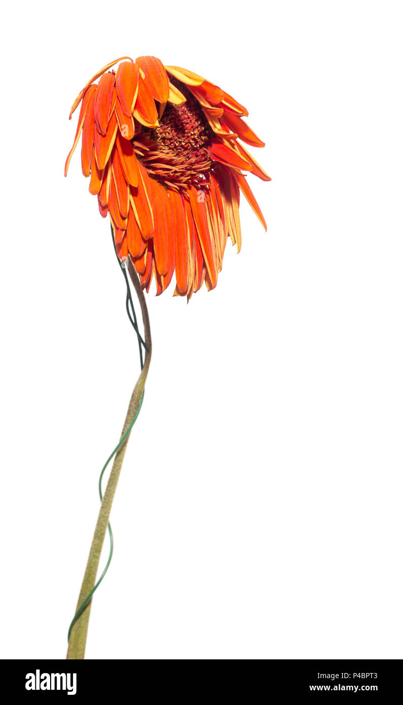 Withered flower of Gerbera (genus of plants in the Asteraceae or daisy ...