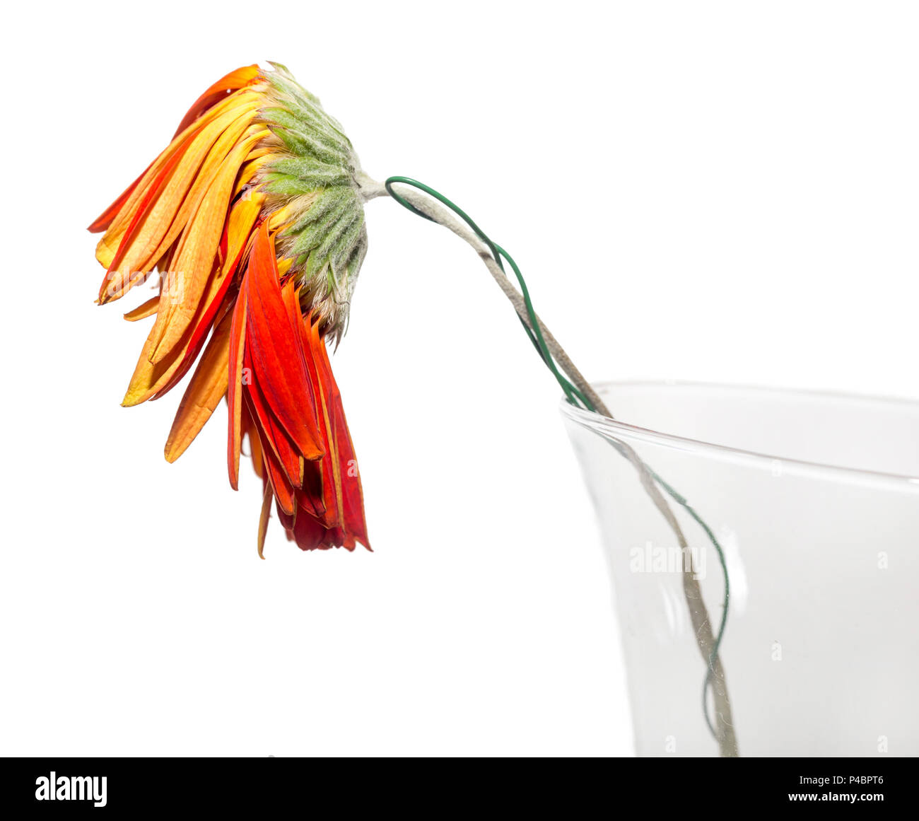 Withered flower of Gerbera (genus of plants in the Asteraceae or daisy ...