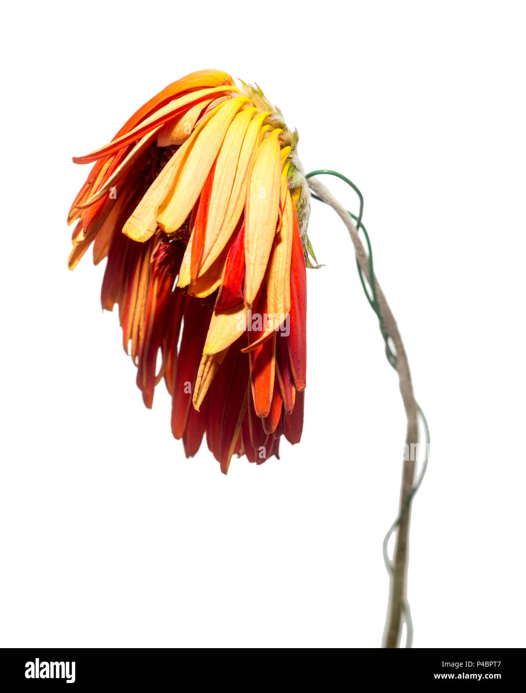 Withered Flower