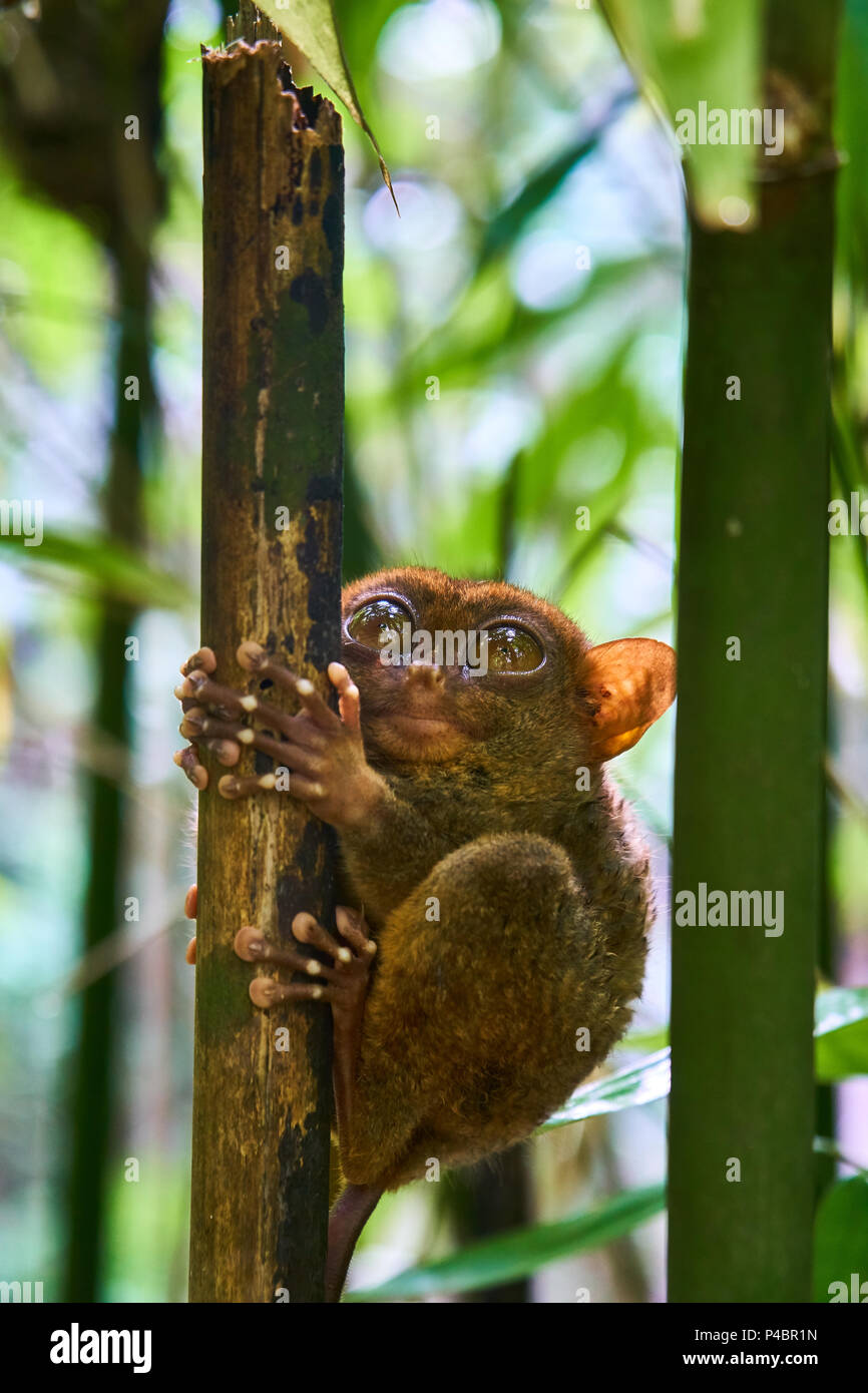 Tarsier Monkey in Bohol Island Philippines Stock Photo - Alamy