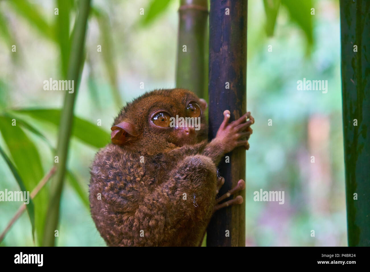 Tarsier Monkey in Bohol Island Philippines Stock Photo - Alamy