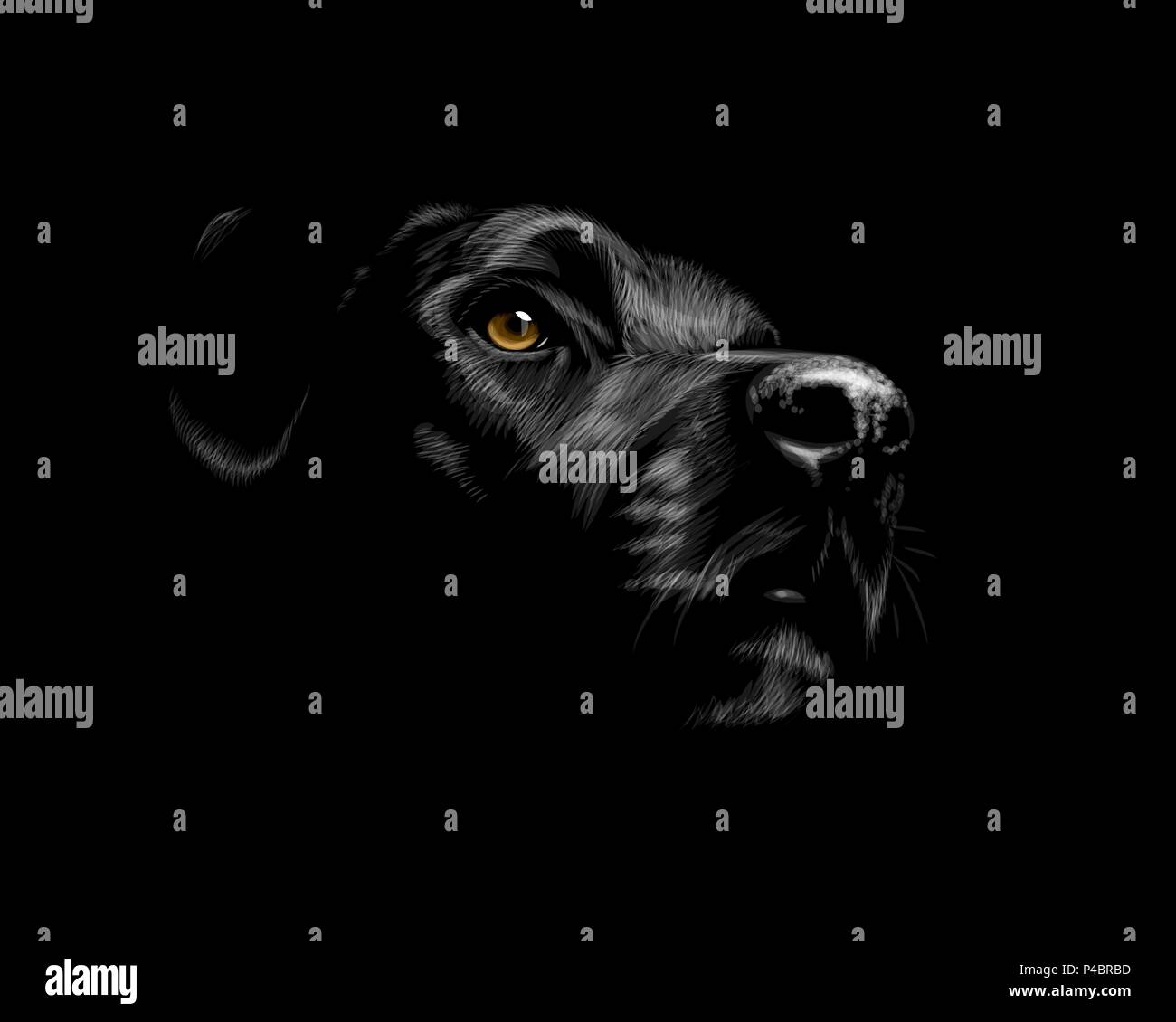 Black lab retriever head shot Stock Vector Images - Alamy