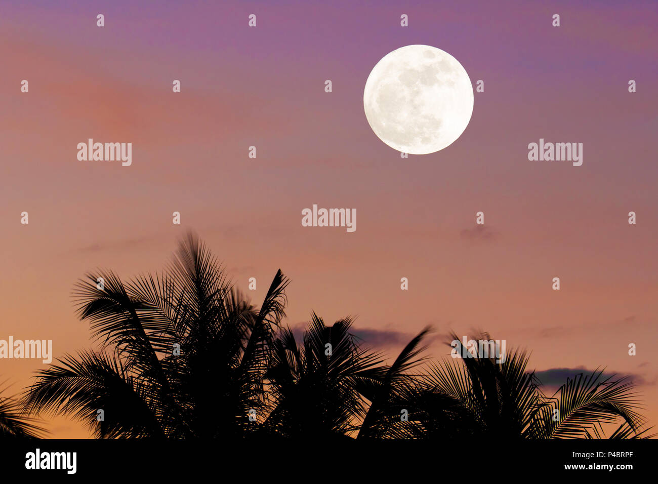 Silhouette of coconut trees with supermoon night sky background Stock ...