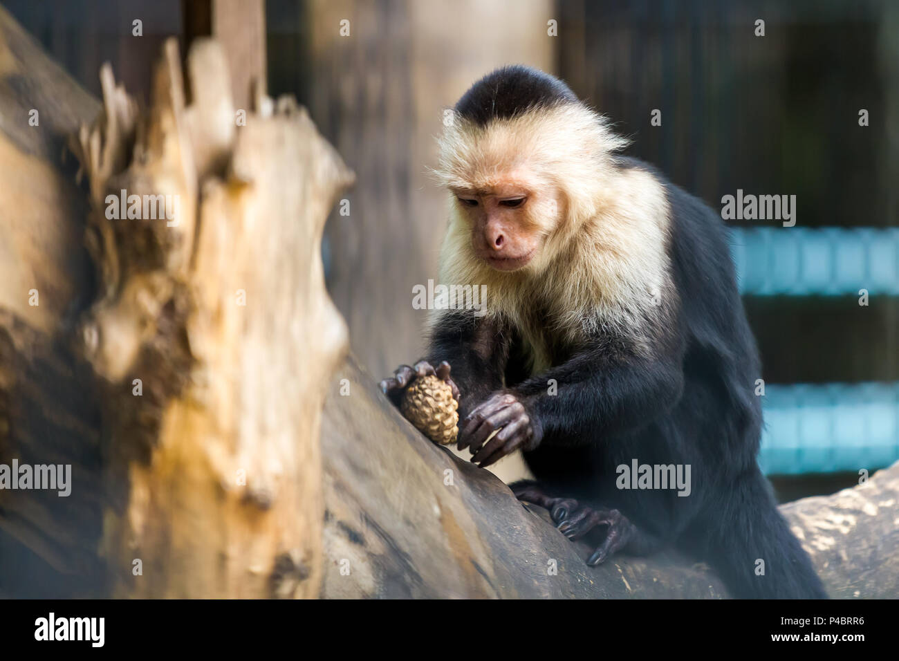 A close-up of a monkey or chlorocebus aethiops is sitting on a tree and ...
