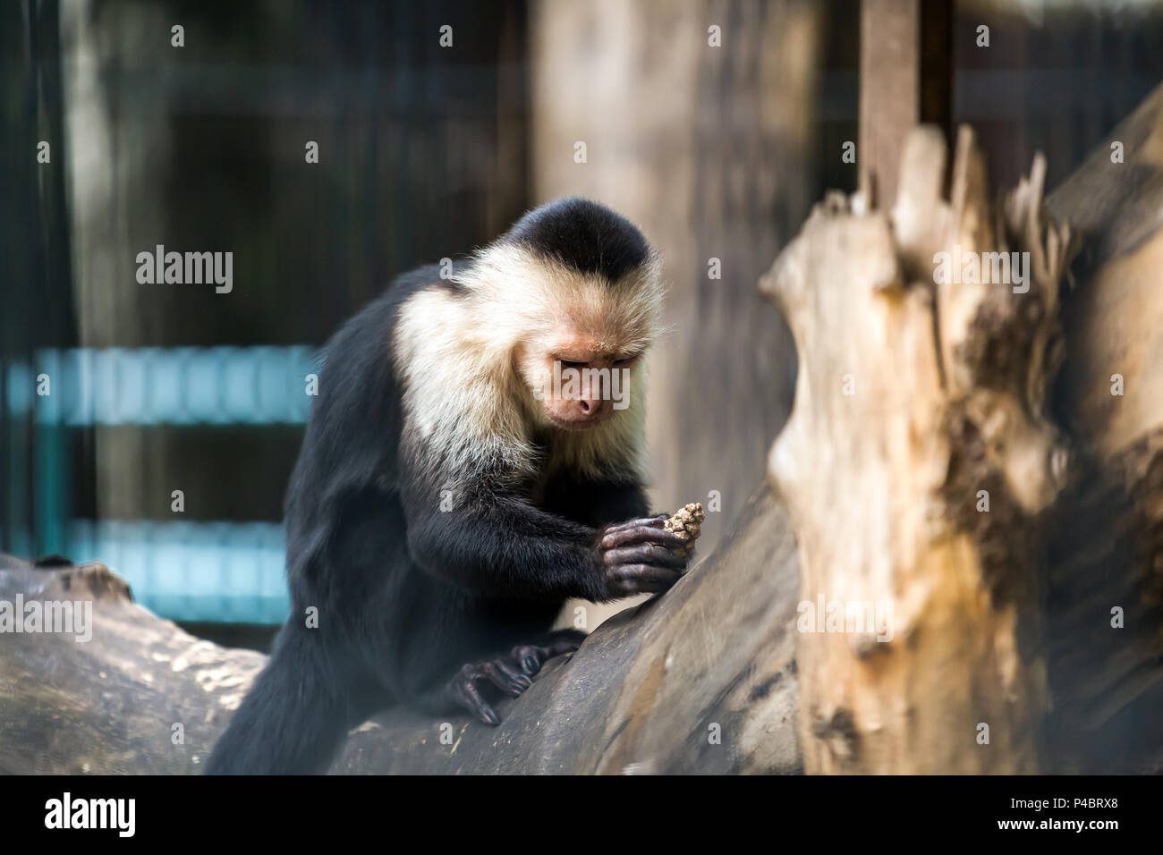 A close-up of a monkey or chlorocebus aethiops is sitting on a tree and ...