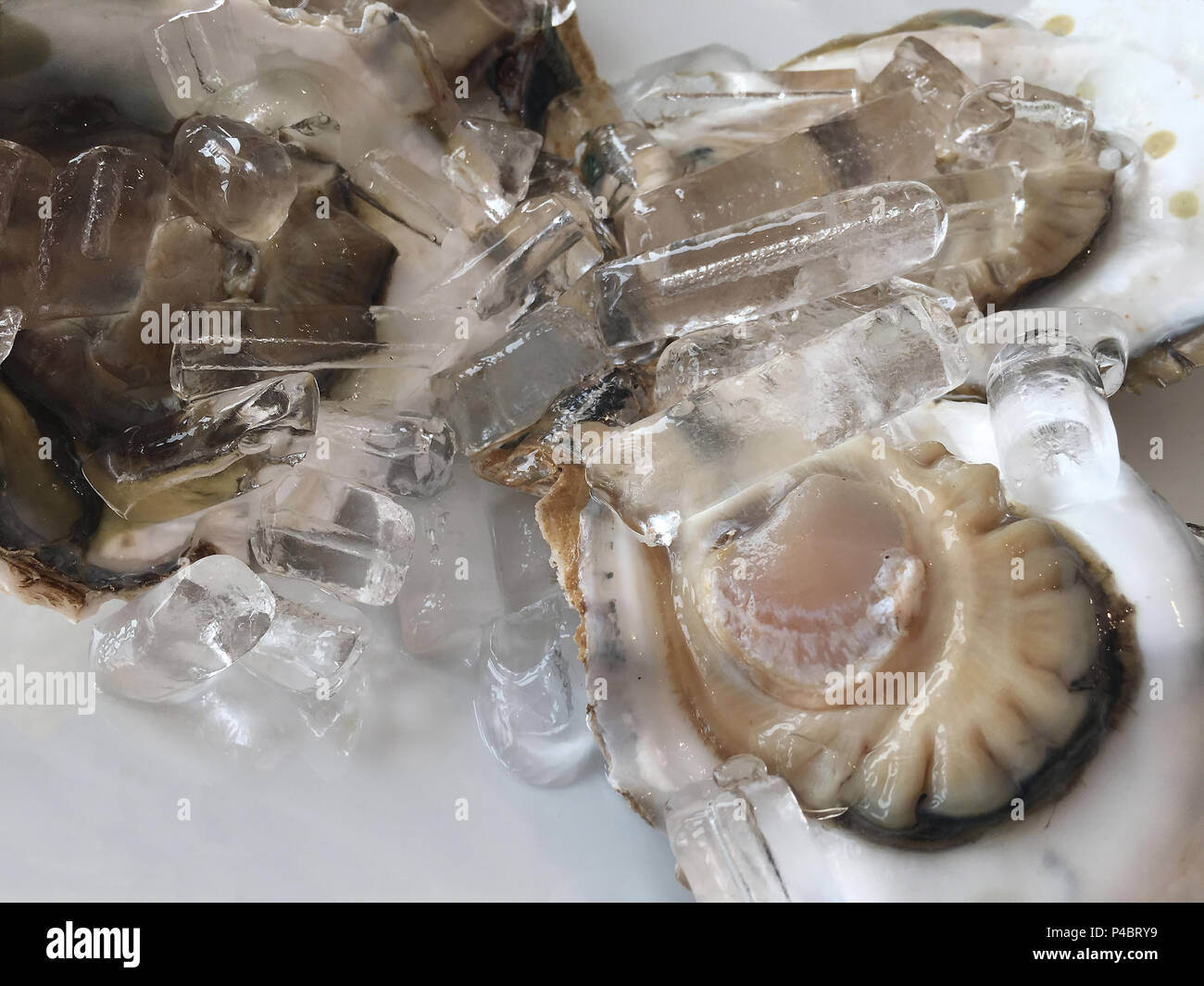 Big oyster open hi-res stock photography and images - Alamy