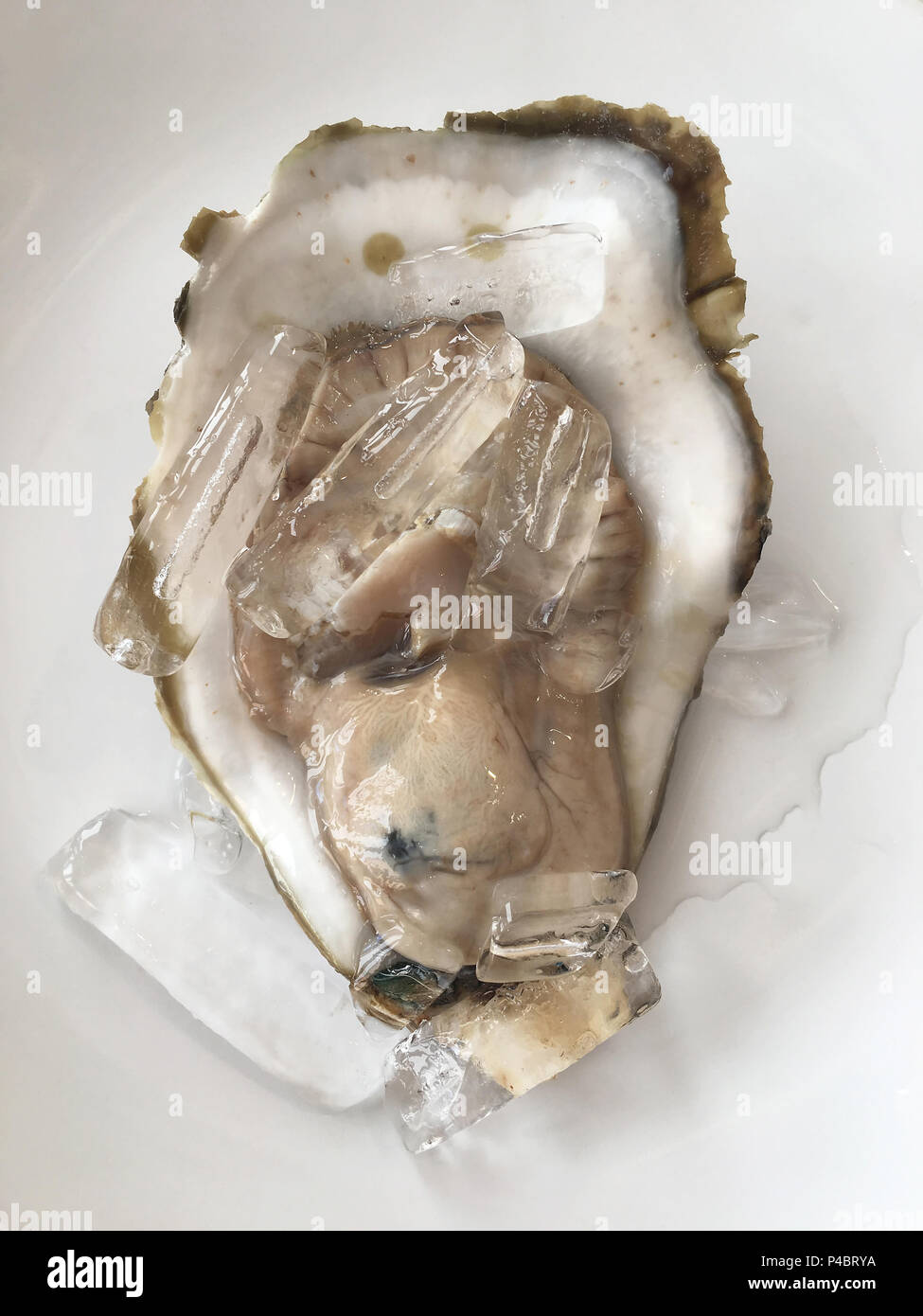 Big oyster open hi-res stock photography and images - Alamy
