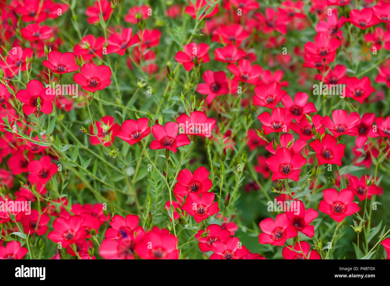 Romantic red blossom plant field background Stock Photo - Alamy