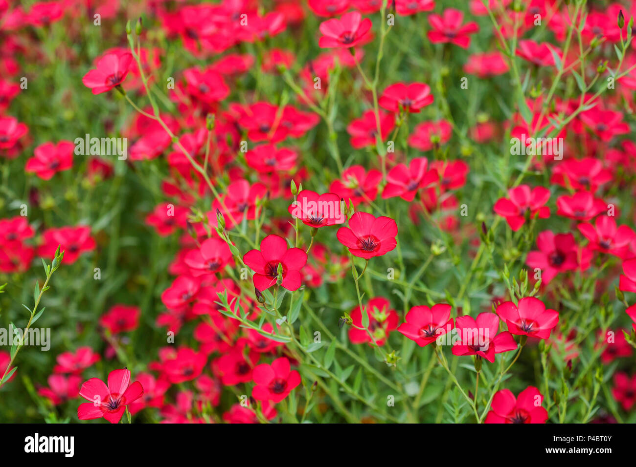Romantic red blossom plant field background Stock Photo - Alamy