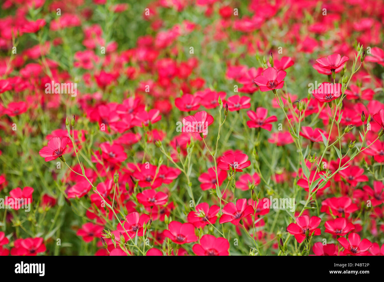 Romantic red blossom plant field background Stock Photo - Alamy