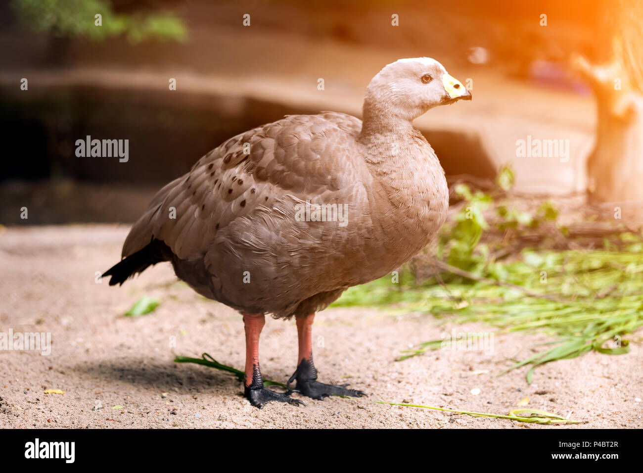 Walking on eggs feet hi-res stock photography and images - Alamy