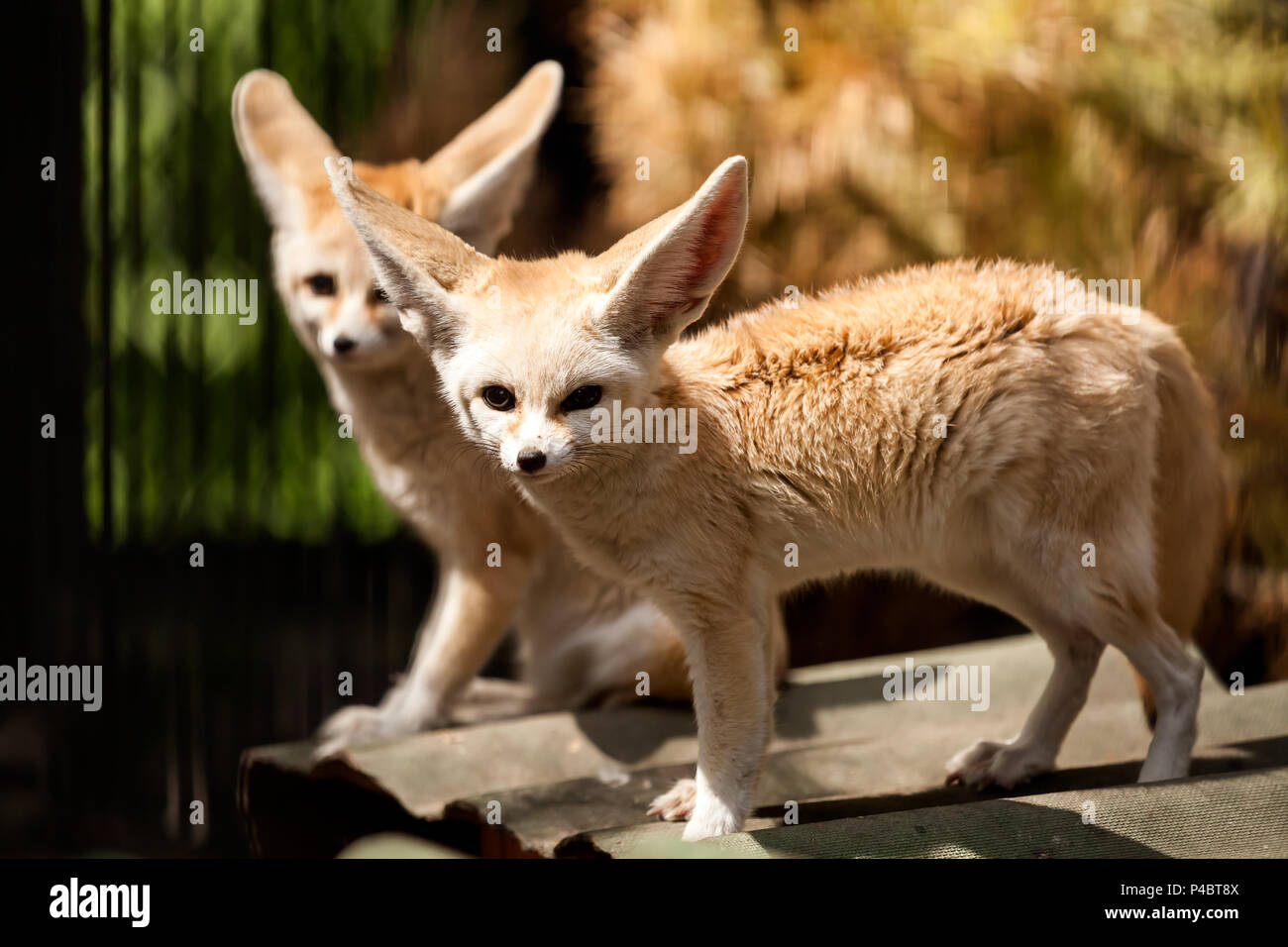 Red fox resting photo and image hi-res stock photography and images - Alamy