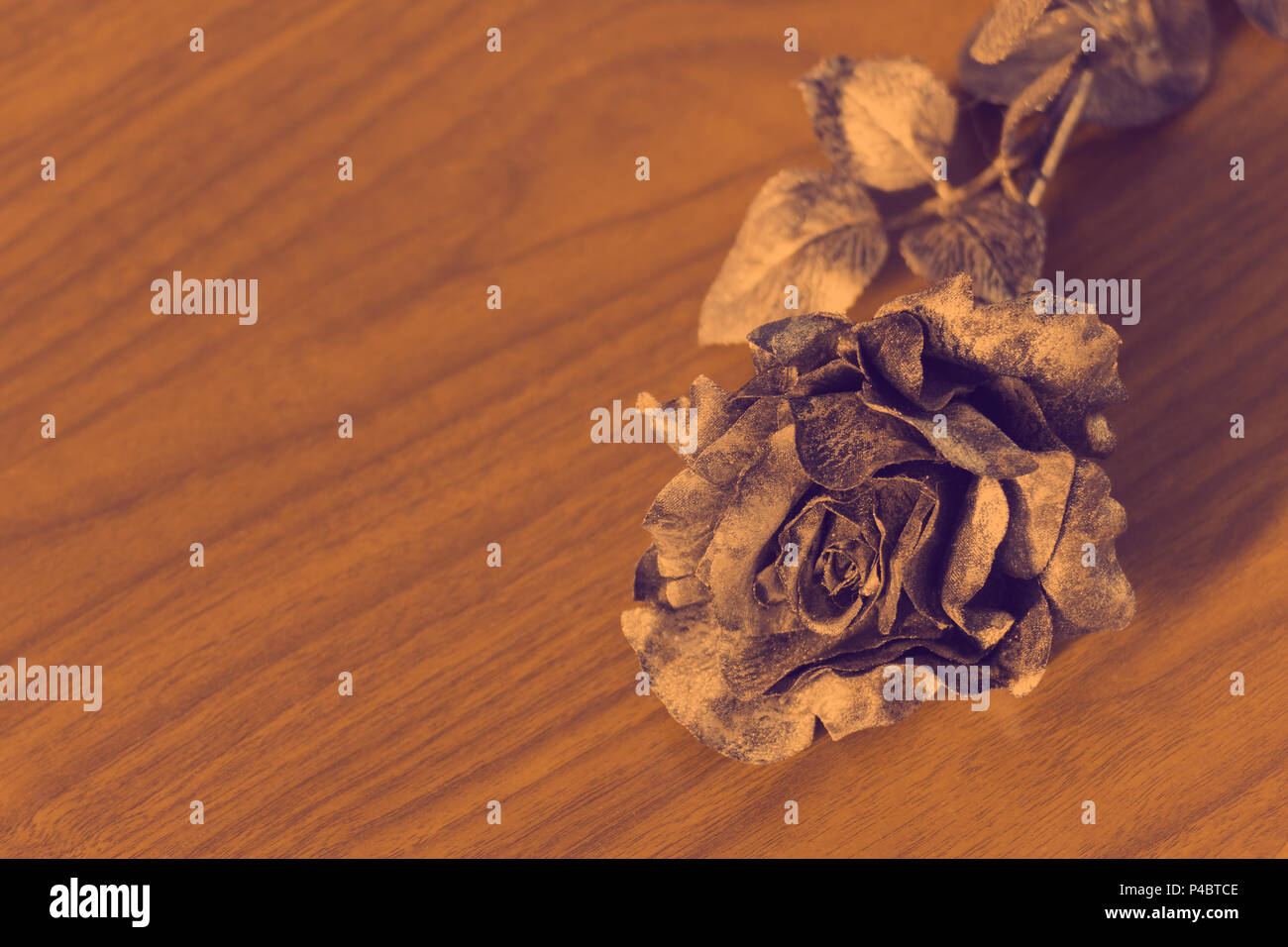 Close up one black rose flower on wood floor background Stock Photo - Alamy