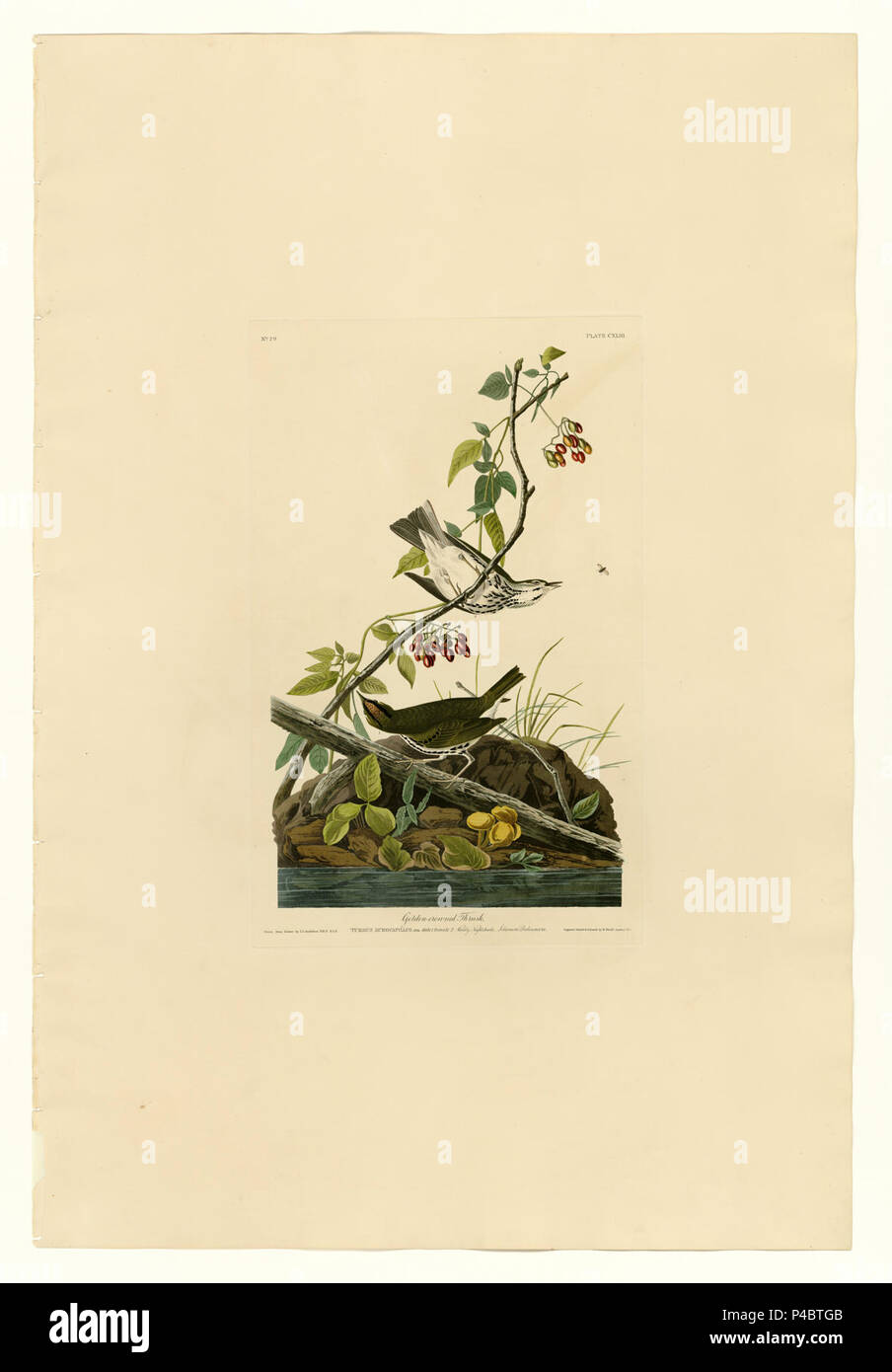 143 Golden-crowned Thrush Stock Photo - Alamy