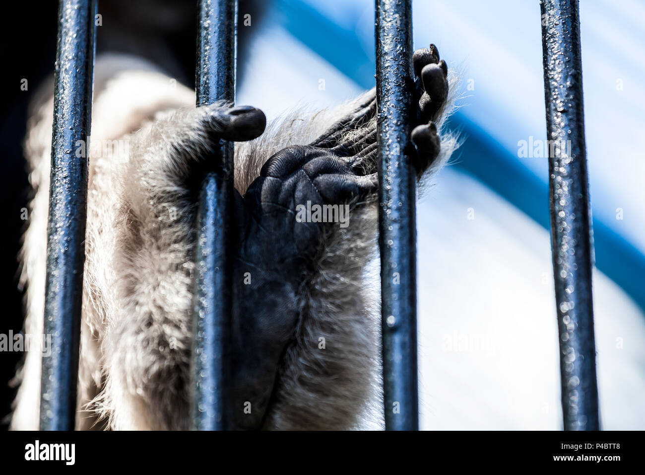 Mammal gibbon pileated hi-res stock photography and images - Alamy