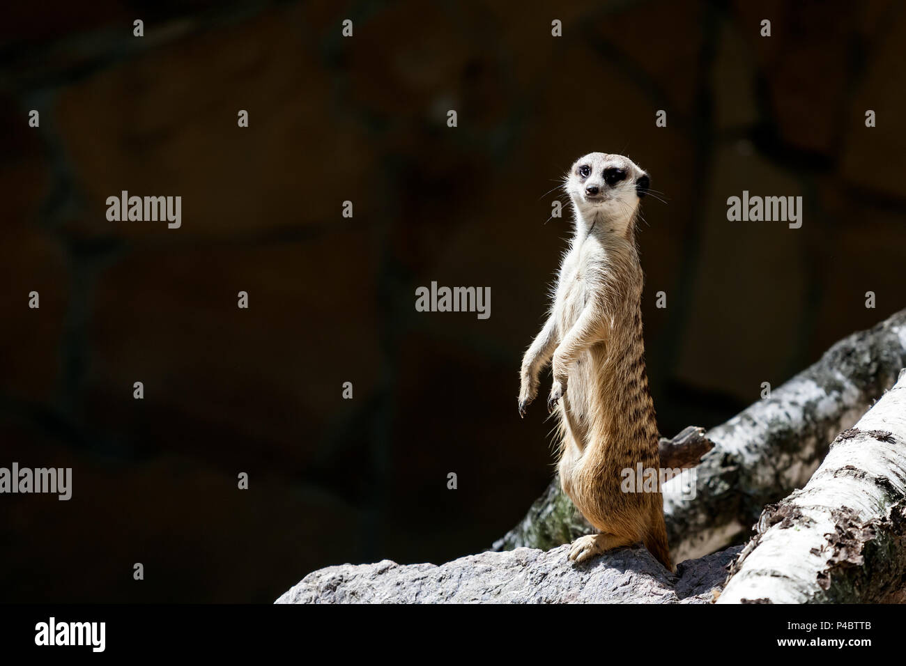 A close-up of the adult meerkat monitors its territory and birds ...