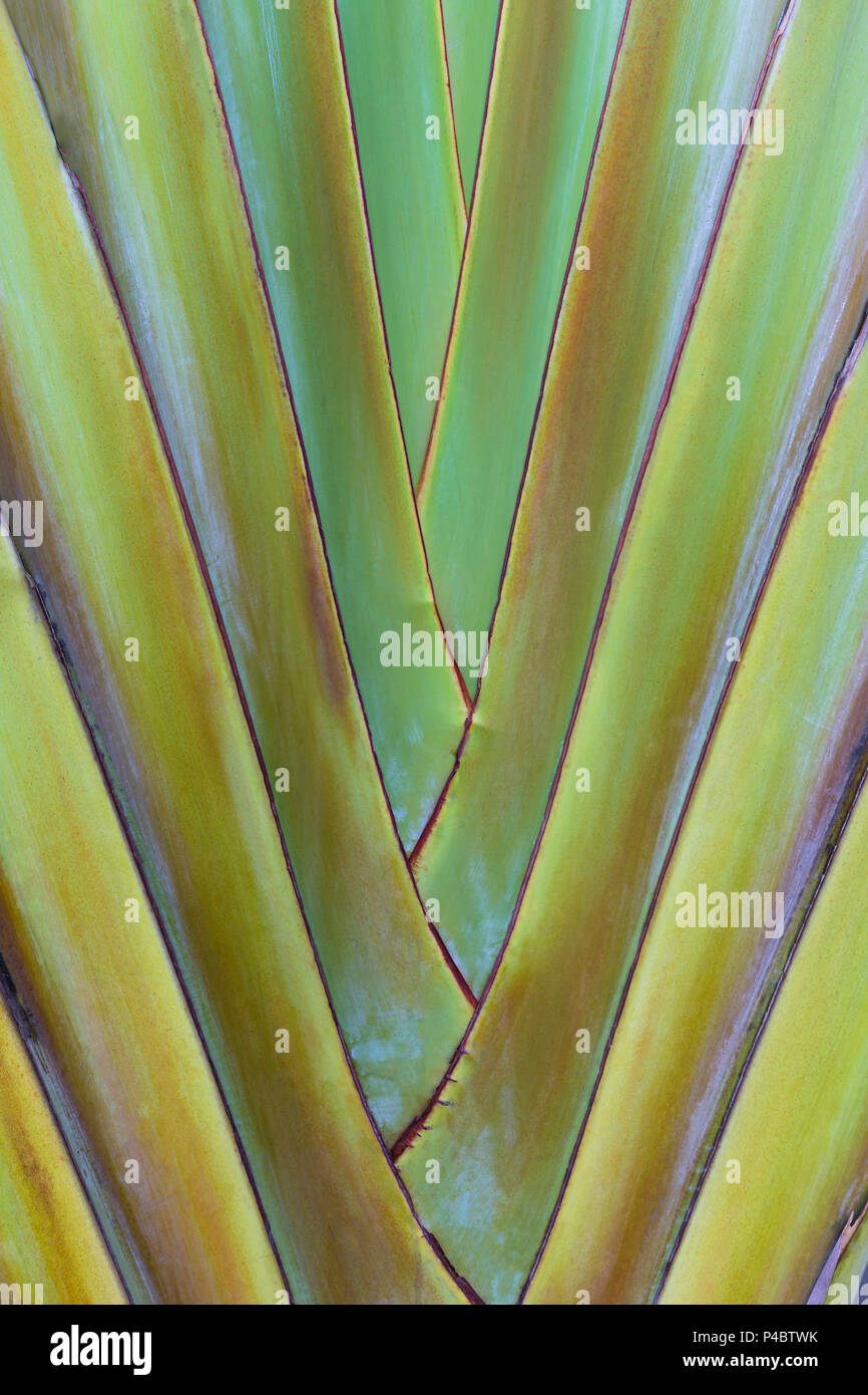 Close up green tree texture pattern background Stock Photo - Alamy