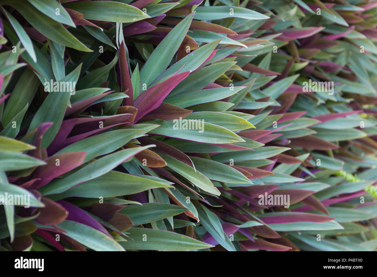 Close up green tree texture pattern background Stock Photo - Alamy