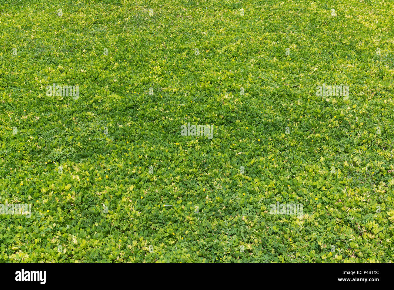 Close up green tree grass texture pattern background Stock Photo - Alamy