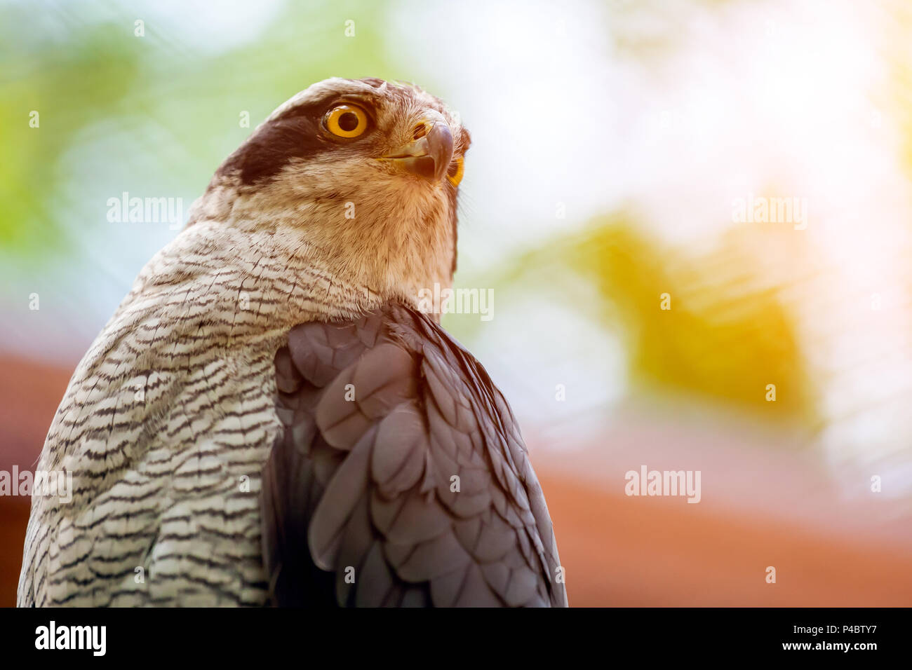 A close-up of a brown northern goshawk with a yellow beak Stock Photo ...