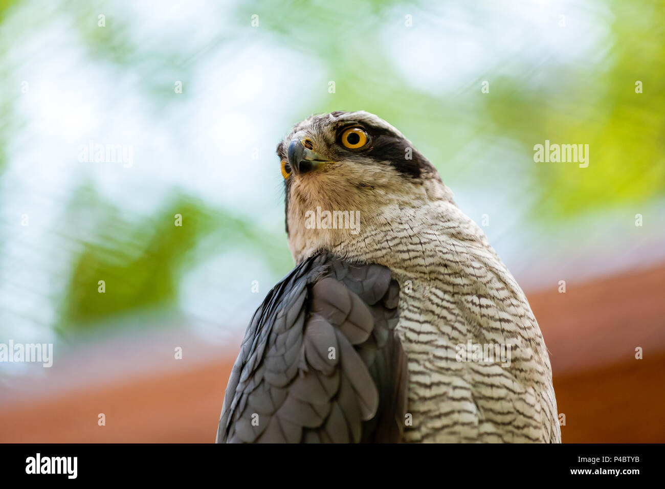 A close-up of a brown northern goshawk with a yellow beak Stock Photo ...