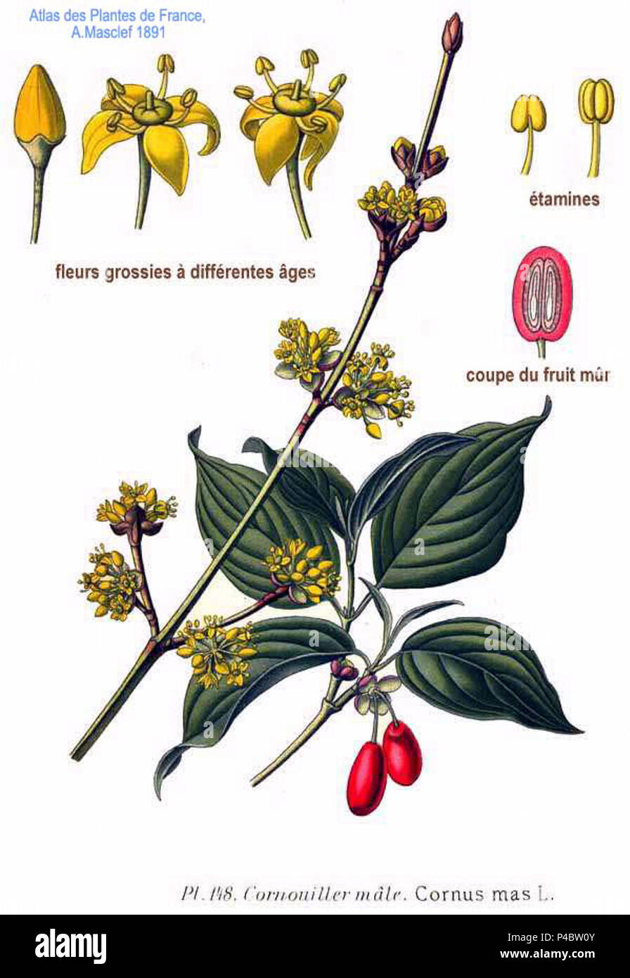 148 Cornus mas L Stock Photo - Alamy