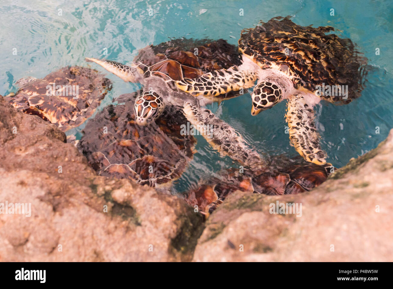 Baby sea turtle swimming underwater hi-res stock photography and images ...
