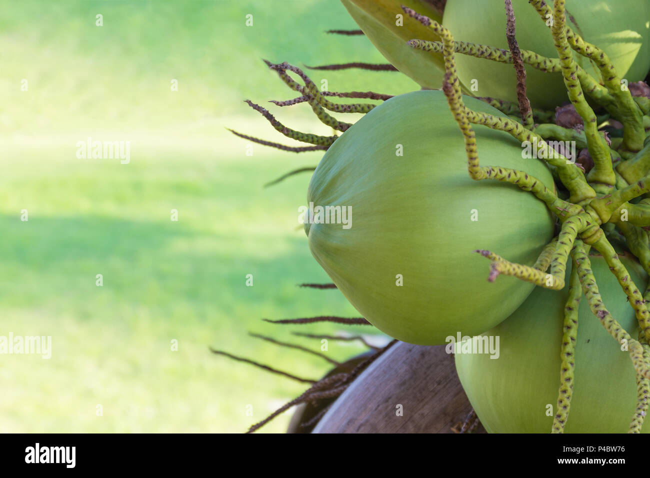 Big raw coconuts on tree in the garden Stock Photo - Alamy