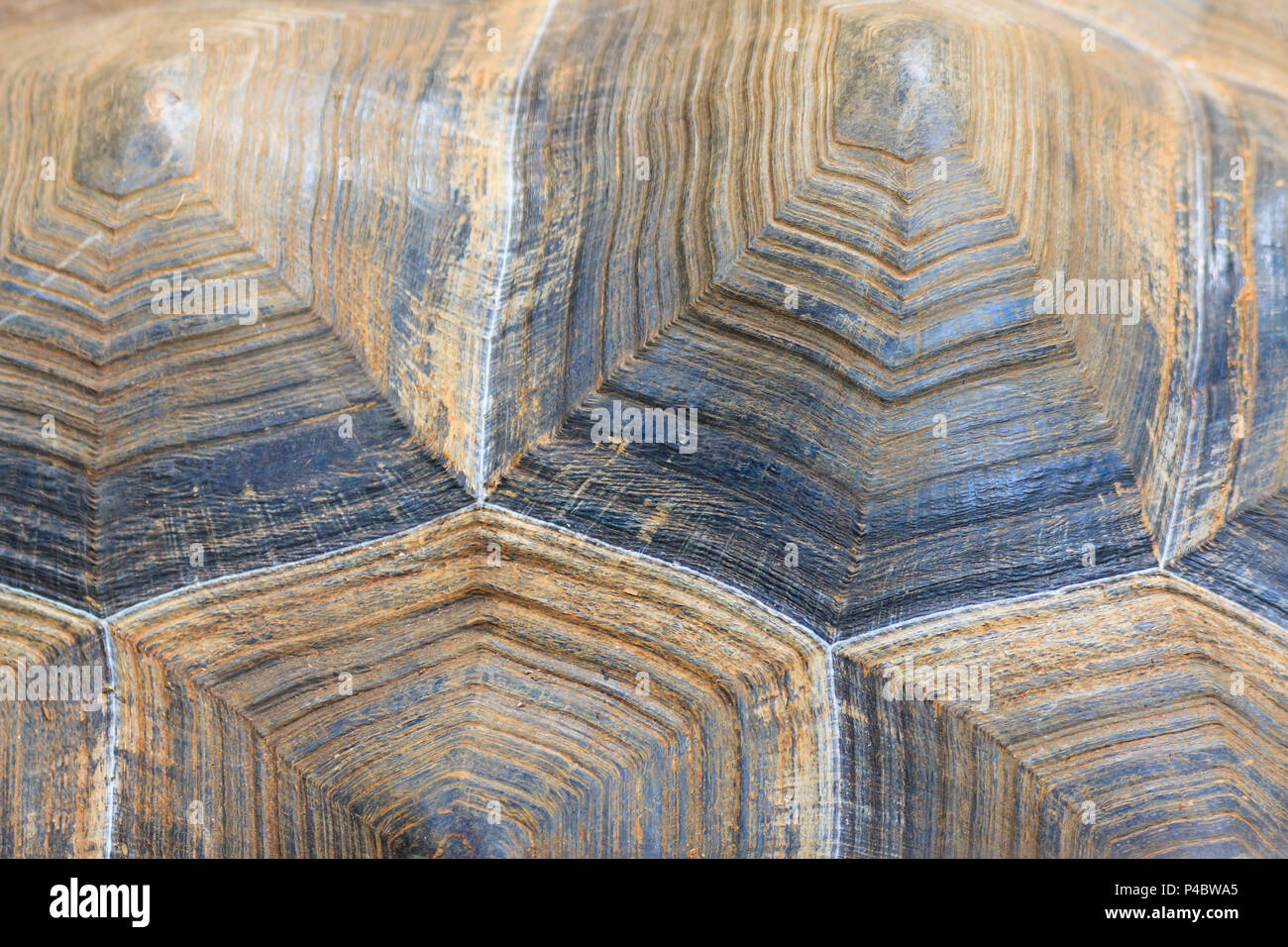 Close up giant turtle shell texture background Stock Photo - Alamy