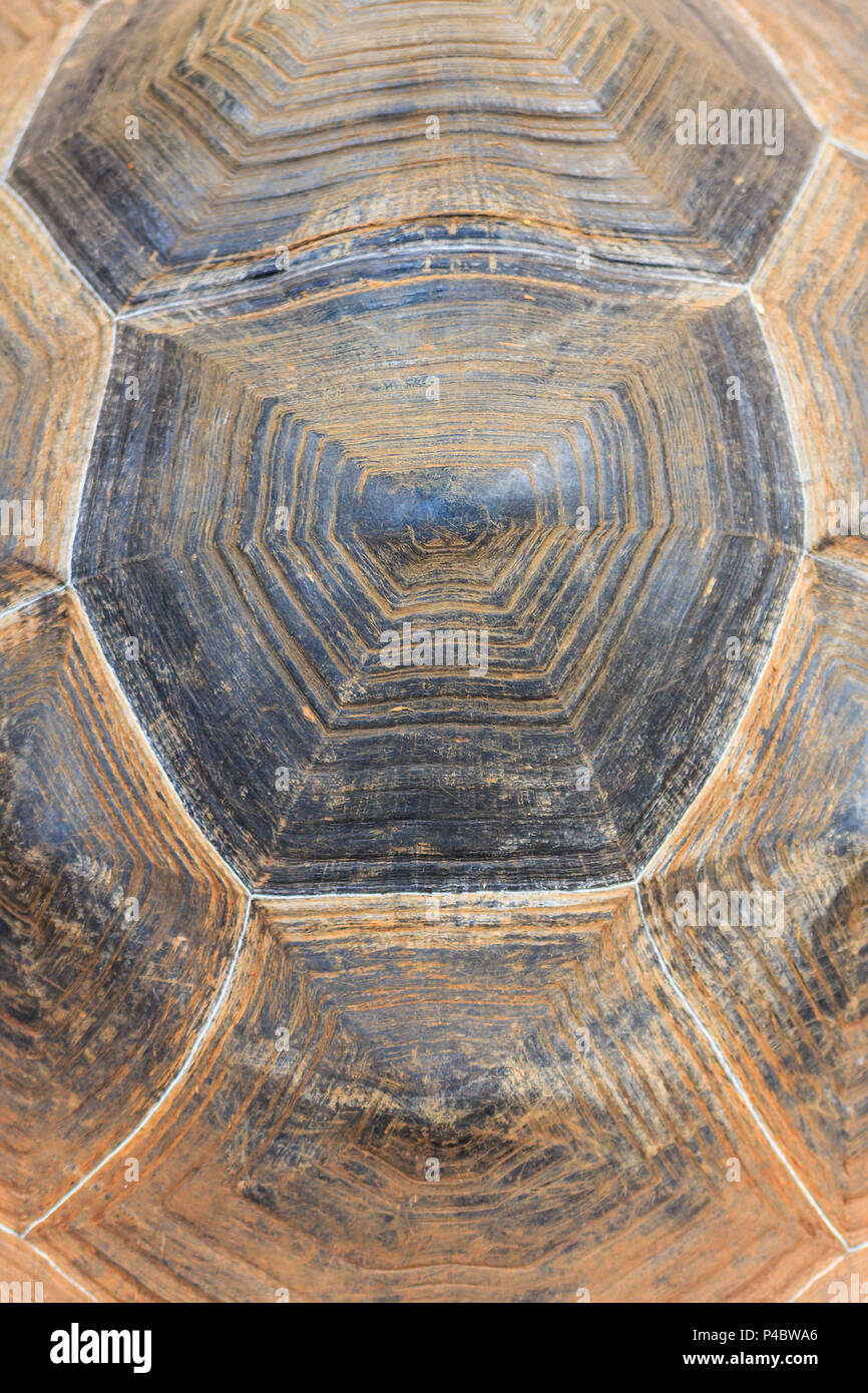 Close up giant turtle shell texture background Stock Photo - Alamy
