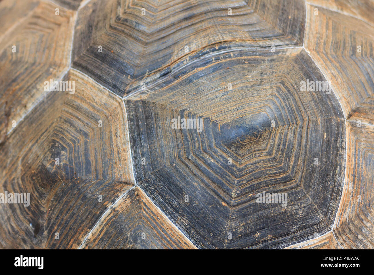 Close up giant turtle shell texture background Stock Photo - Alamy