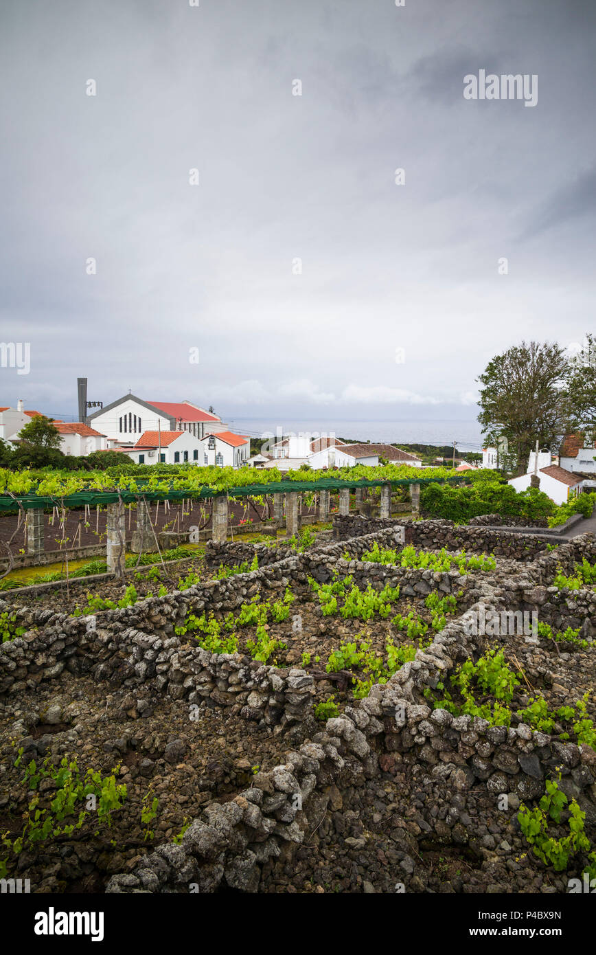 Portugal, Azores, Terceira Island, Biscoitos, vineyard in volcanic rock ...