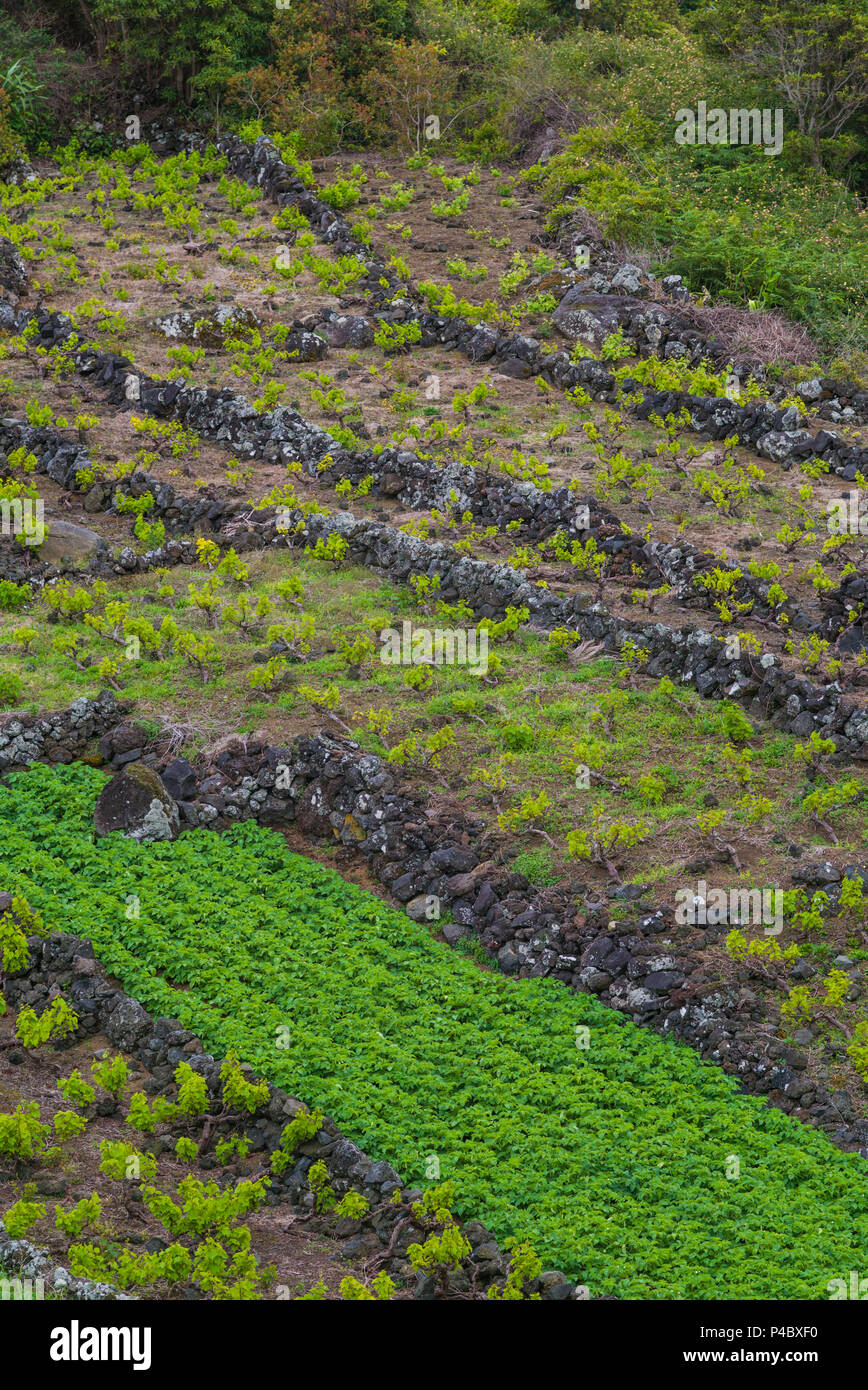 Portugal, Azores, Pico Island, Canto, volcanic rock vineyards Stock ...