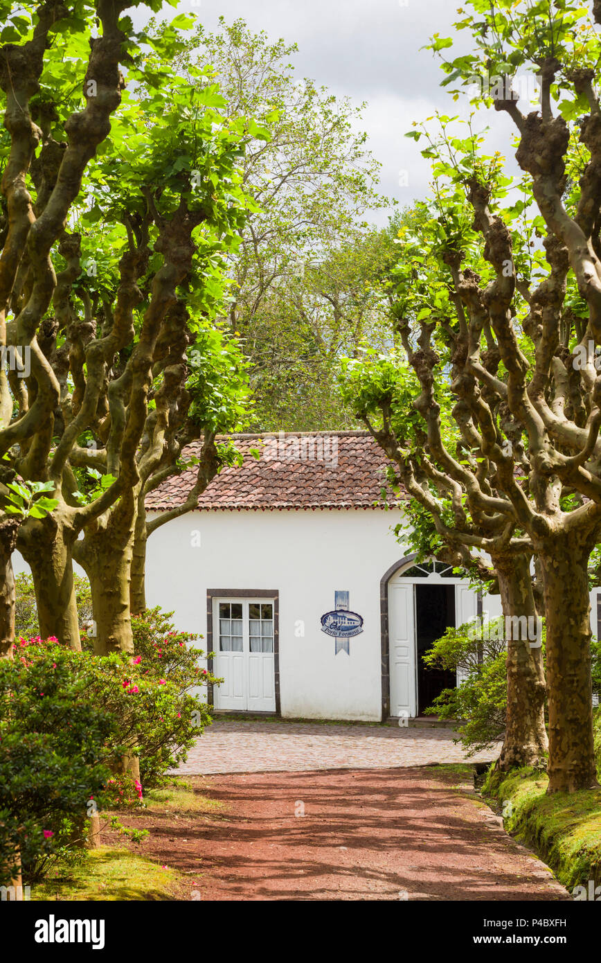 Portugal, Azores, Sao Miguel Island, Gorreana, Cha Porto Formoso, tea ...