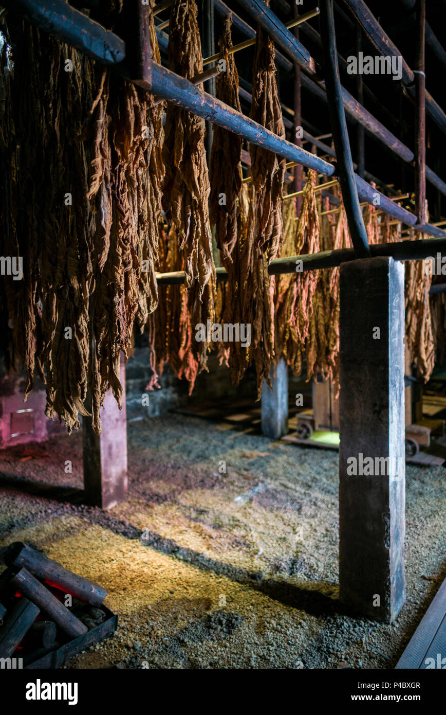 Portugal, Azores, Sao Miguel Island, Maia, bale of Azorean tobacco ...