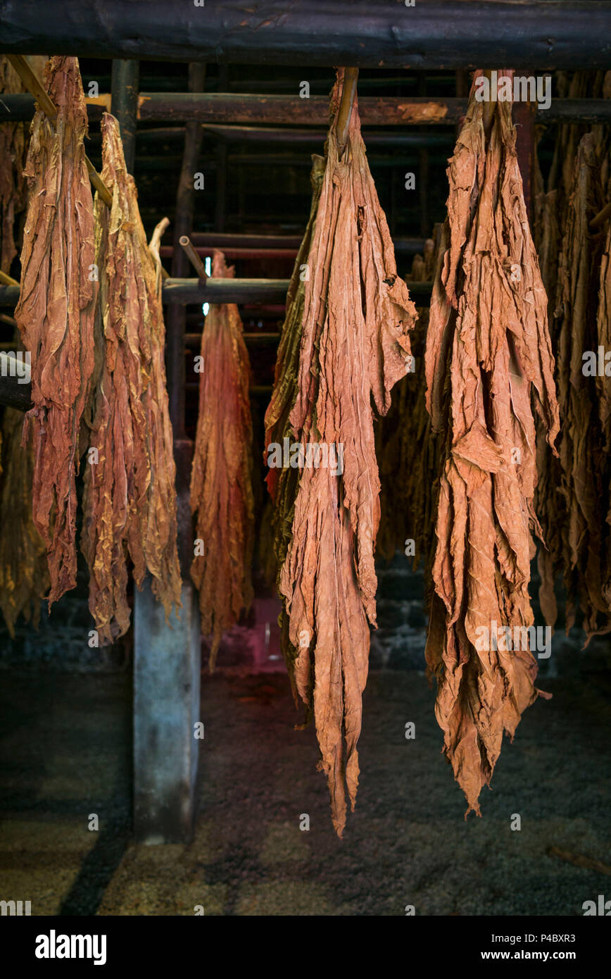 Portugal, Azores, Sao Miguel Island, Maia, bale of Azorean tobacco ...