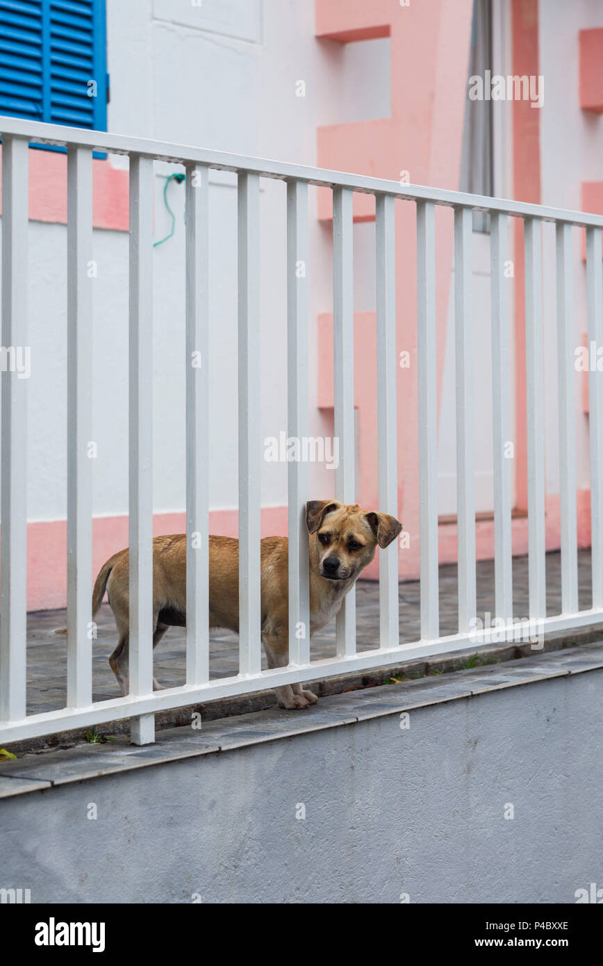 Azores Dog High Resolution Stock Photography and Images - Alamy