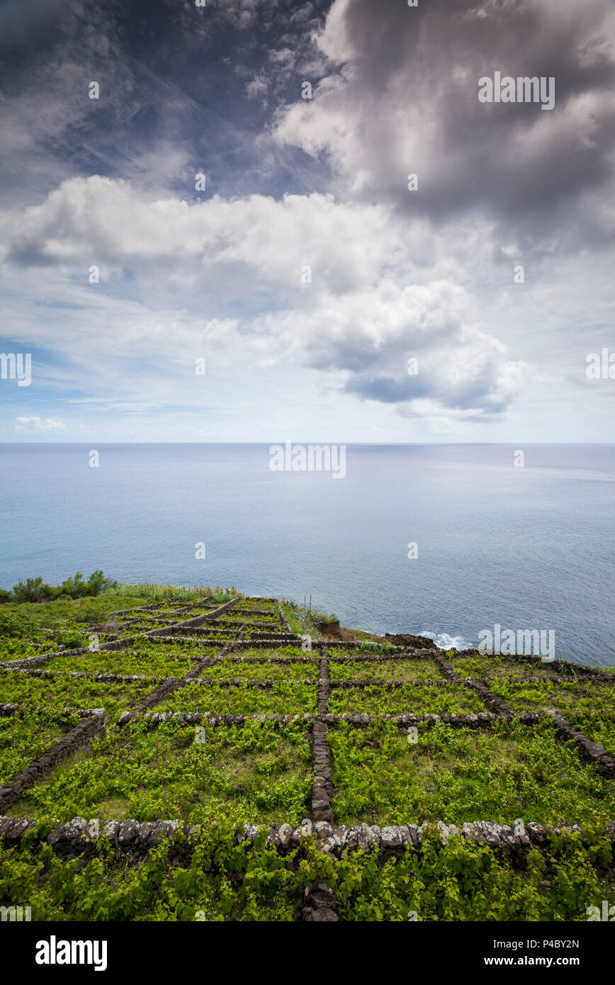 Portugal, Azores, Santa Maria Island, Maia, elevated view of vineyards ...