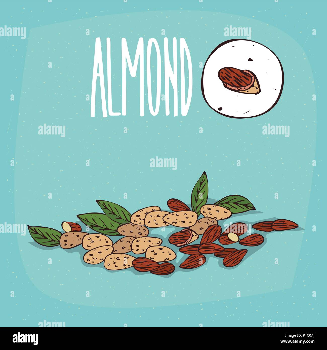 Prunus leaves Stock Vector Images - Alamy