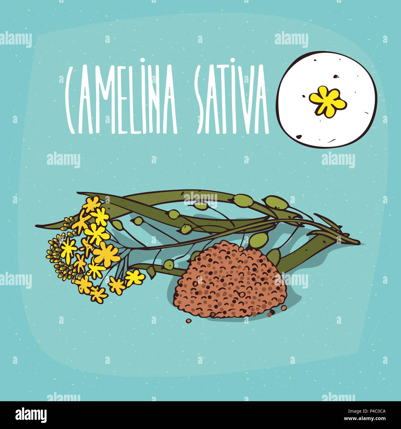 Set of isolated plant Camelina sativa flowers herb with leaves, seeds ...