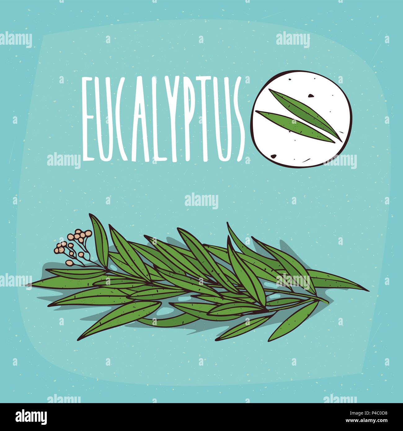Eucalyptus icon vector vectors hi-res stock photography and images - Alamy