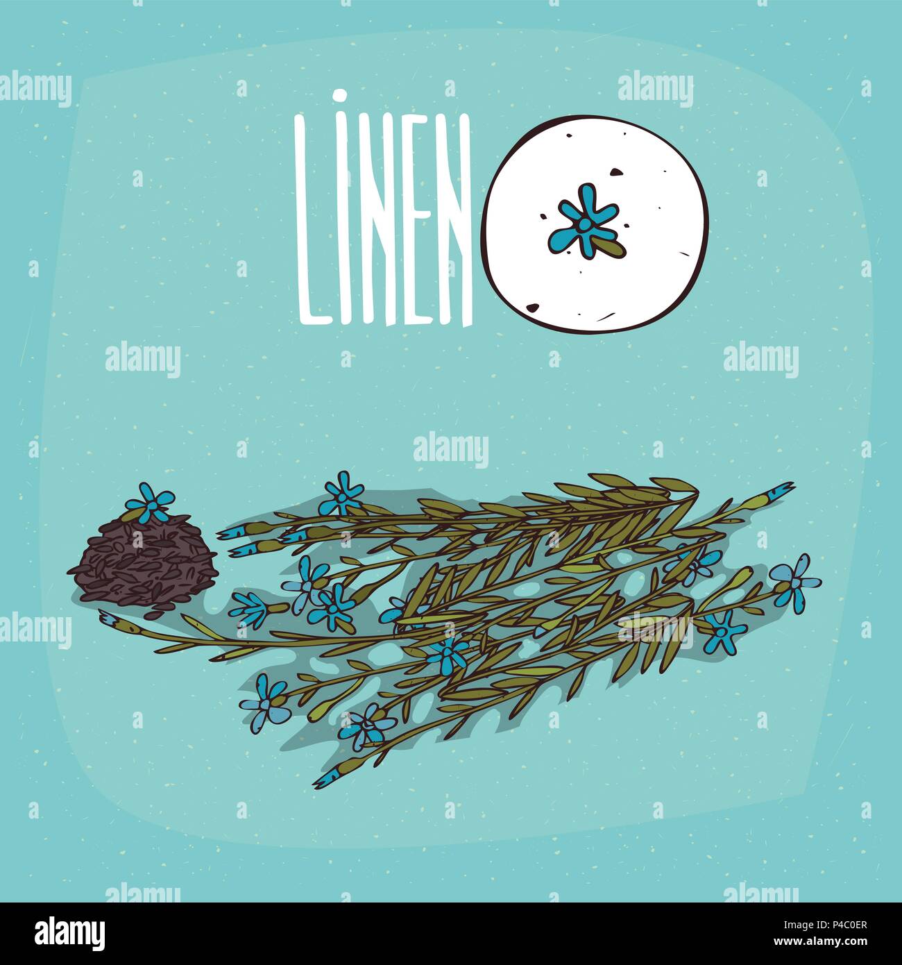 Set of isolated plant Linen flowers herb with leaves, seeds, Simple ...